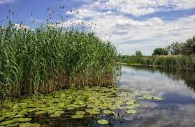 Wetland definition/Ramsar convention-The knowledge
