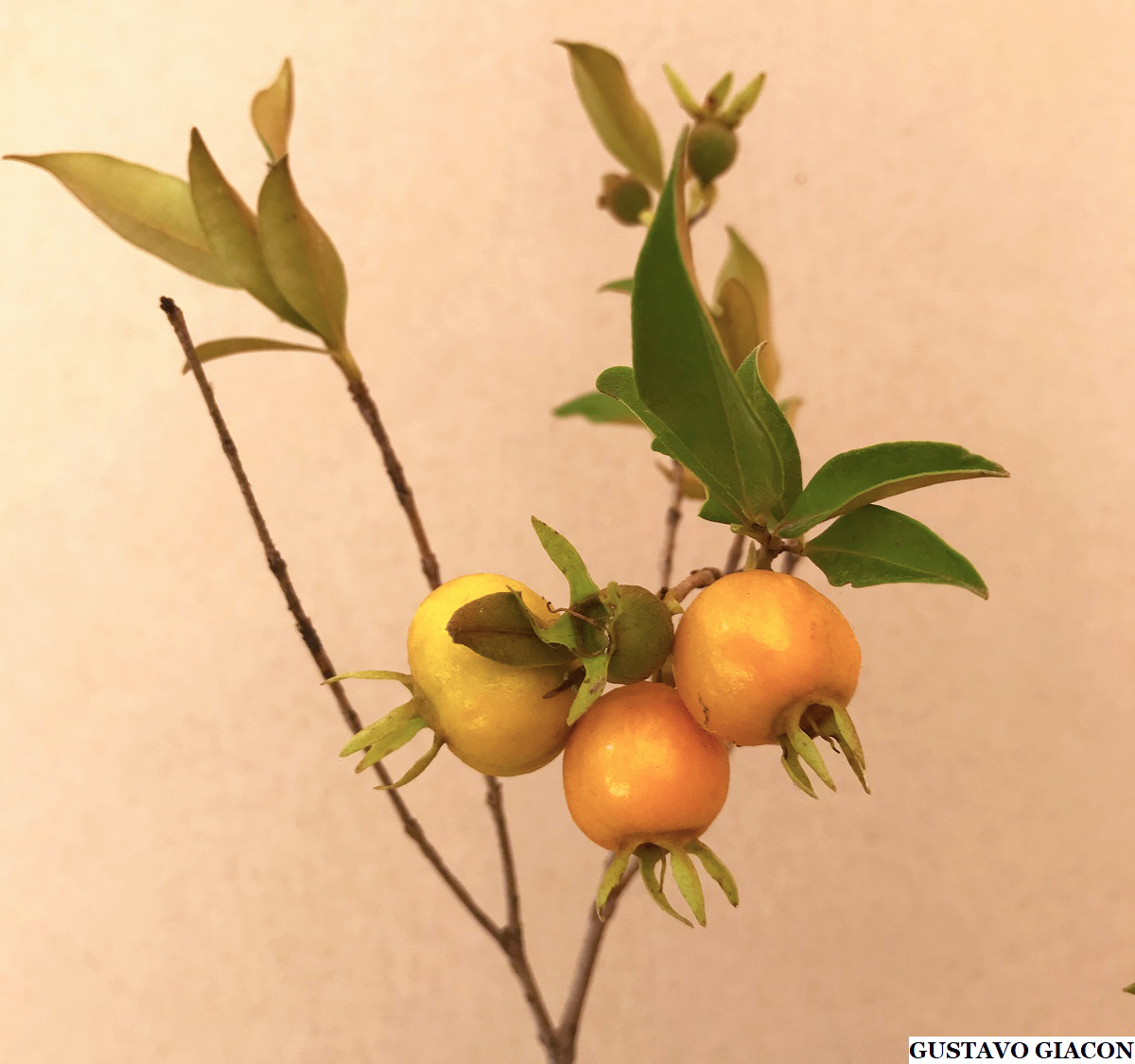 Viveiro Ciprest - Plantas Nativas e Exóticas: Pitomba Amarela da Bahia ...