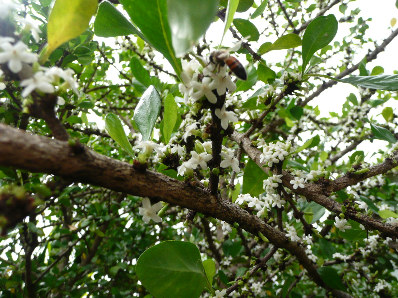 Gardening South Florida Style: White Indigo Berry Bush