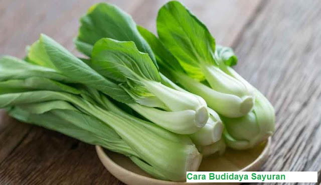 Cara Budidaya Sayuran Pakcoy - Agribisnis Agrokompleks