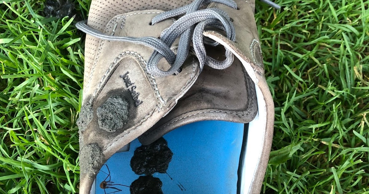 gusto: The Swiss Fox, The Big Shoe, And The Famous Tall Mountain