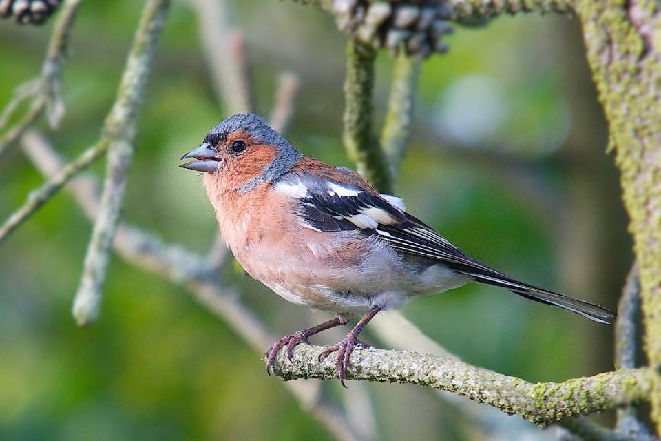 Ştiinţă pentru toţi: 1 Aprilie Ziua Internaţională a Păsărilor