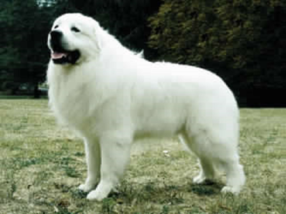 All You Need to Know About Great Pyrenees - Doglopedix