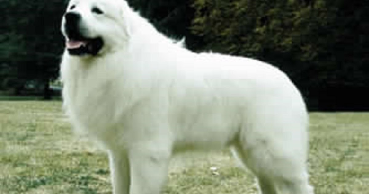 All You Need to Know About Great Pyrenees - Doglopedix