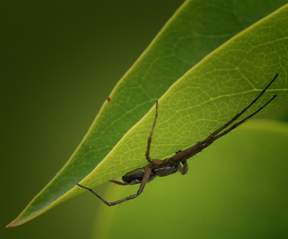 Knuts tips om makrofotografering: Edderkopper