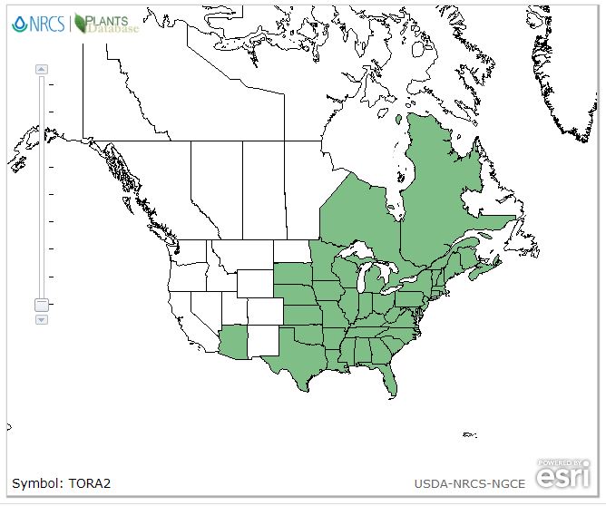 The Woodsman's Journal Online: Poison Ivy: “Leaves of Three, Let It Be”