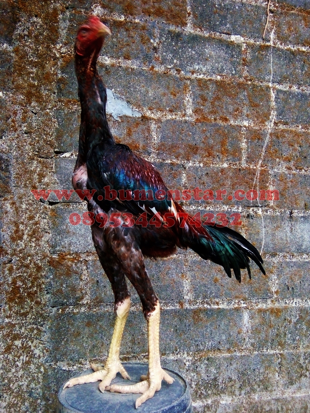 Ayam Pama Super Ayam Pama Super