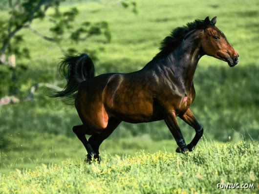 Jenis Kuda Perang Yang Handal, Kuda Arab | Gemar Ternak dan Kicau Burung