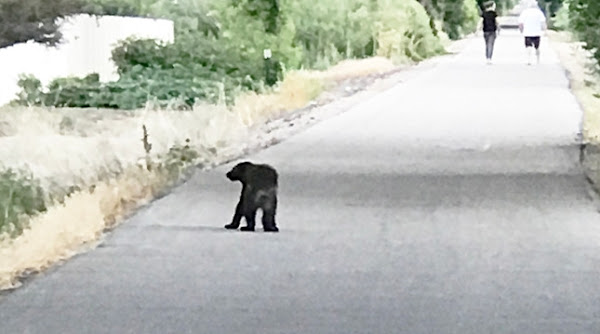 White Wolf : Super rare wolverine spotted in Utah, filmed by a doorbell ...