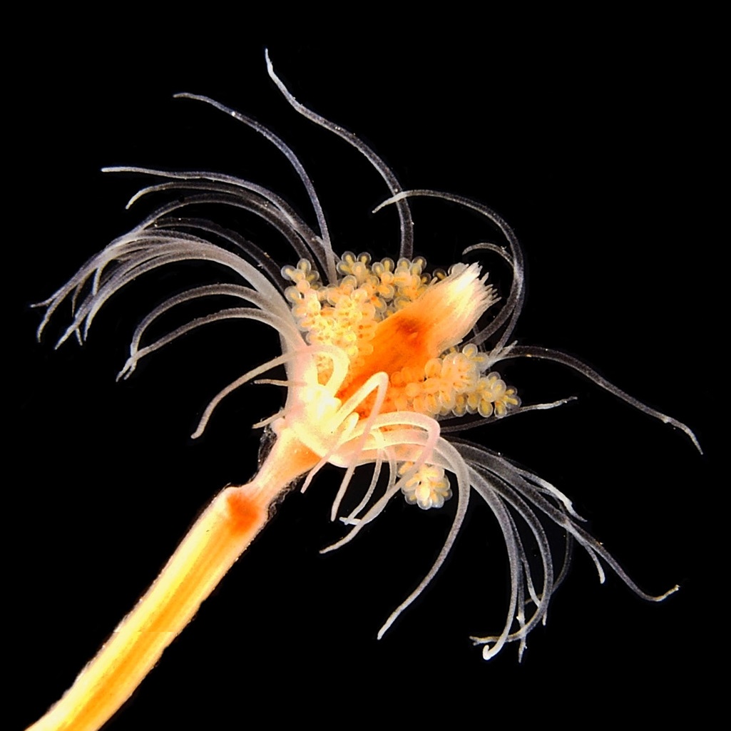 Species New to Science: [Cnidaria • 2017] Additions to The Hydroids ...