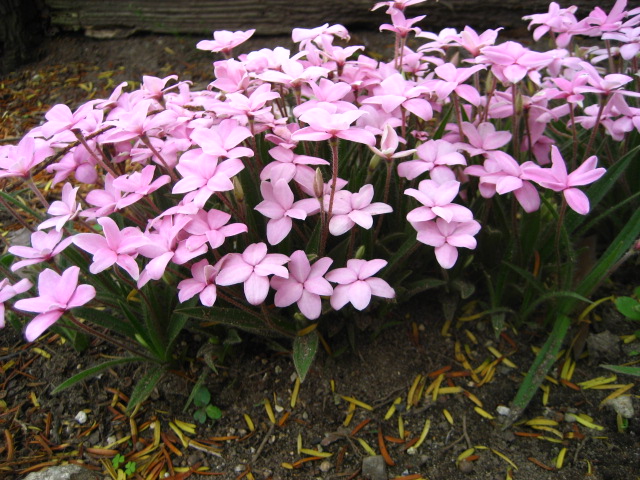 confeito日記: アッツザクラ(アッツ桜) [ユリ科ロドヒポキシス属の多年草(Rhodohypoxis baueri/Rose ...