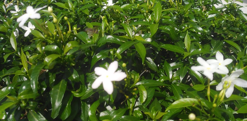 Cara Menanam Bunga Melati Cina, Manfaat dan Harganya - Dulajar