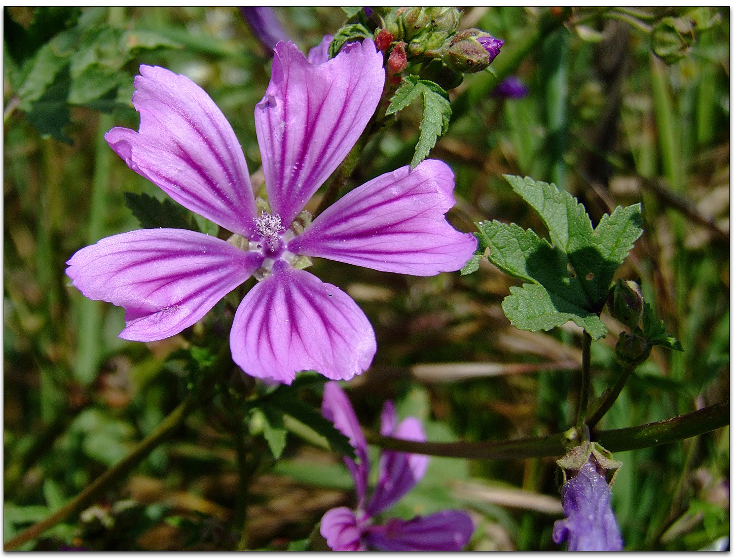 rocayflor: Camino de El Pueyo. Malva sylvestris "Malba, panetes"