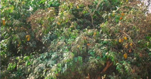 Steward of the Earth Nigeria: The Velvet Tamarind tree/fruit/plant