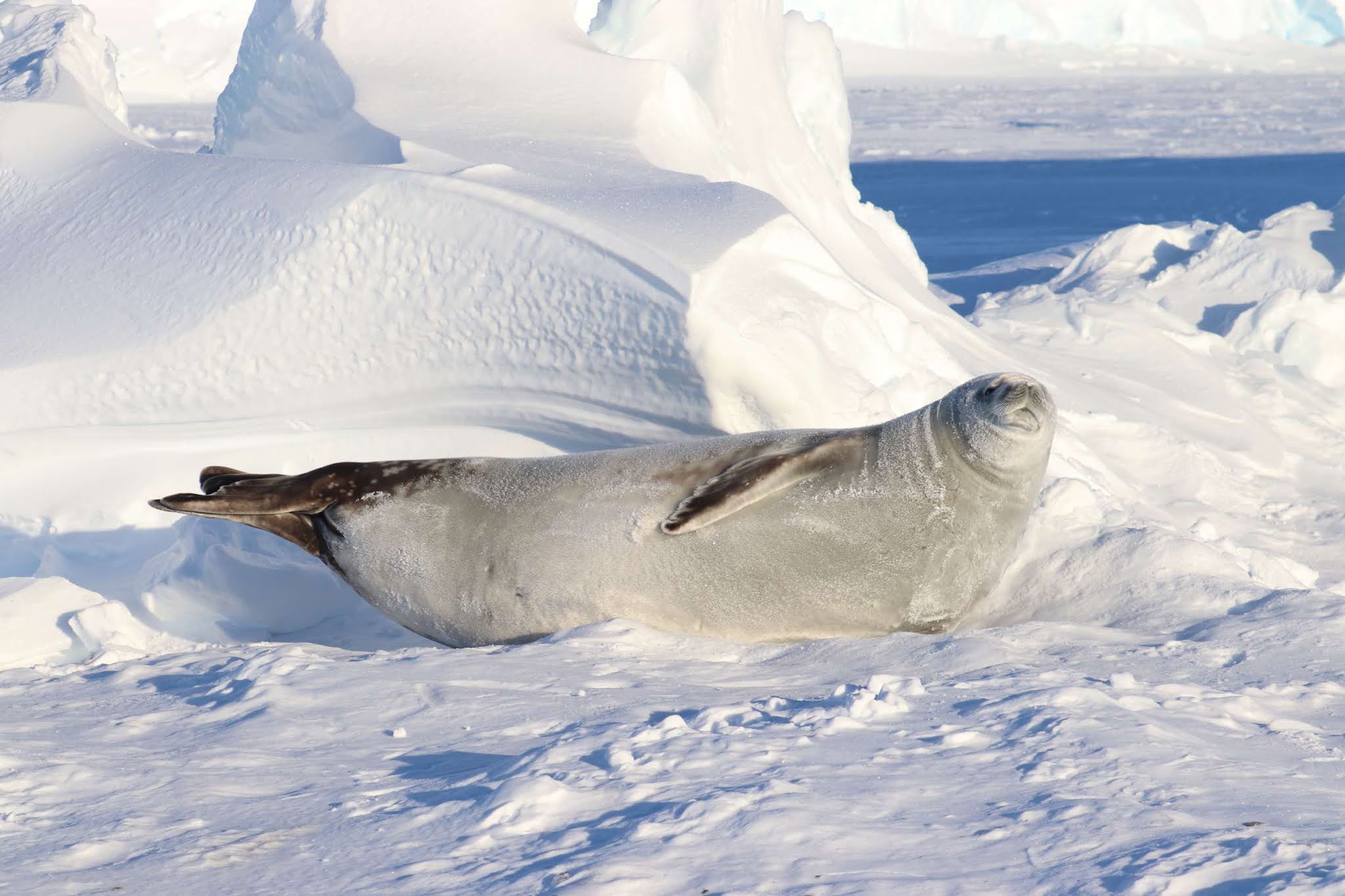 Blog officiel du district de Terre Adélie en Antarctique - TAAF: Des ...