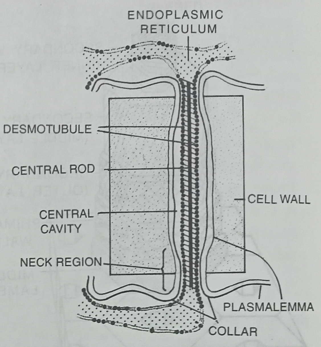 Plasmodesmata-digieduco
