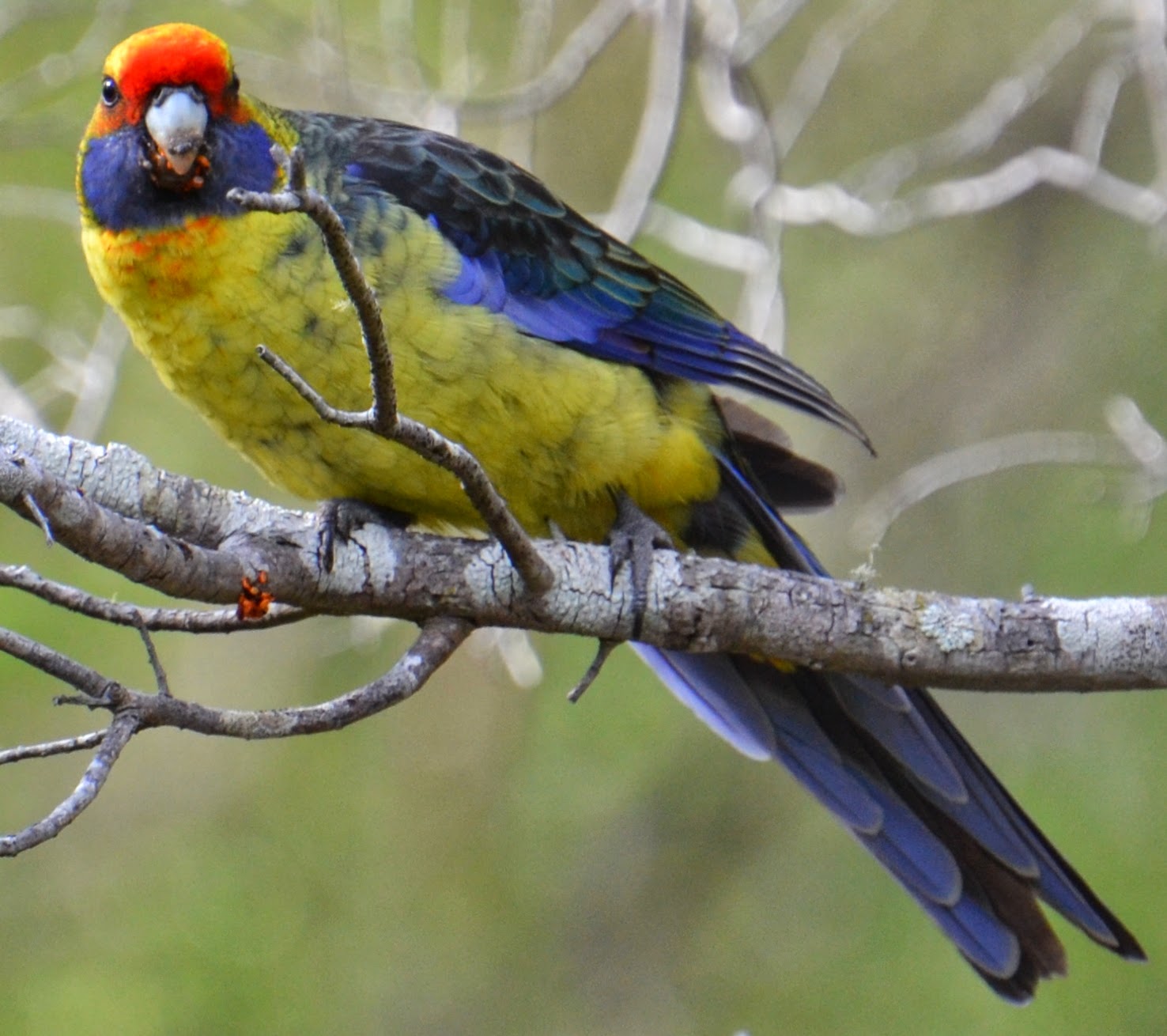 Bird of the Day: Green Rosella