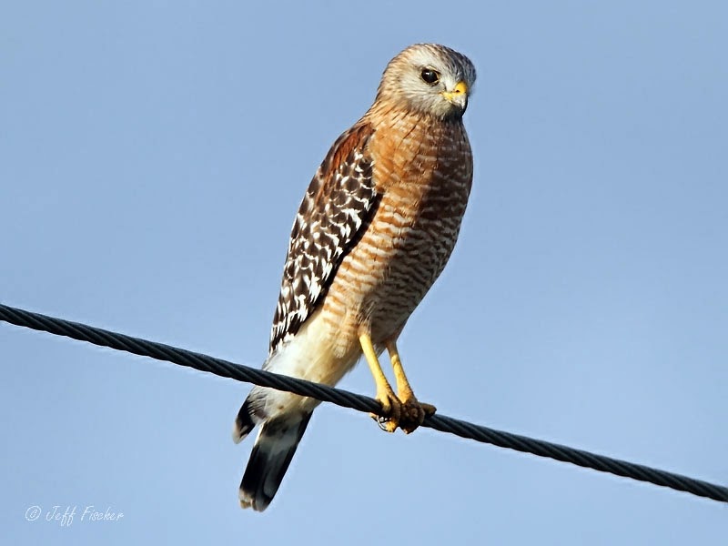 Ecobirder: Red-shouldered Hawk