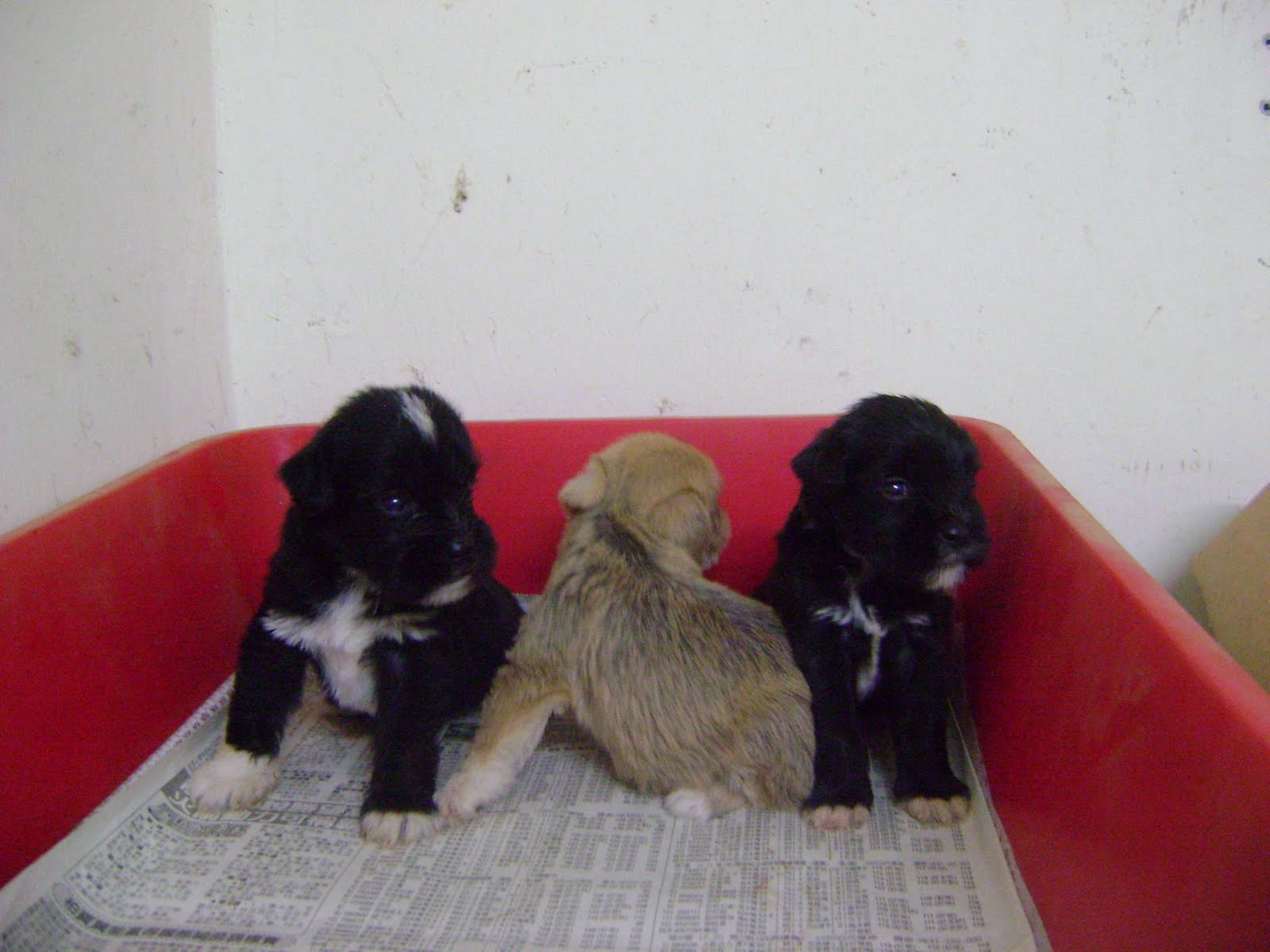 Diamond Kennel: pure black silver mini schnauzer with cert