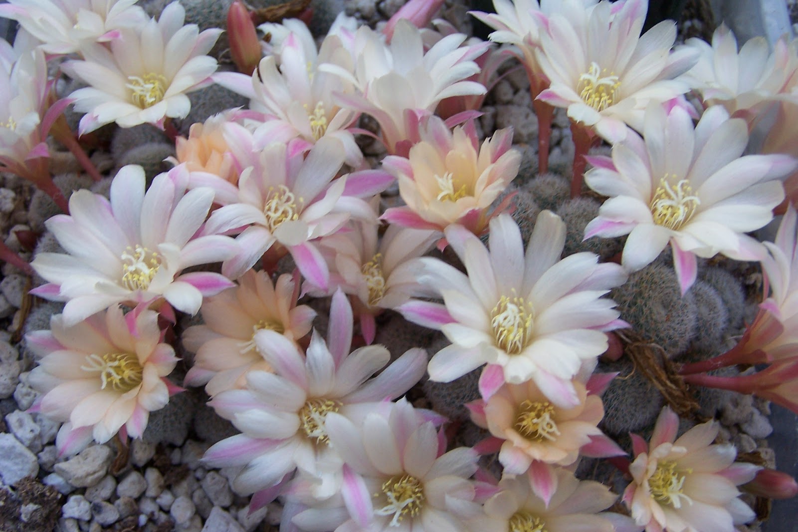 Oregon Cactus Blog: Rebutia 'Sunrise' - again