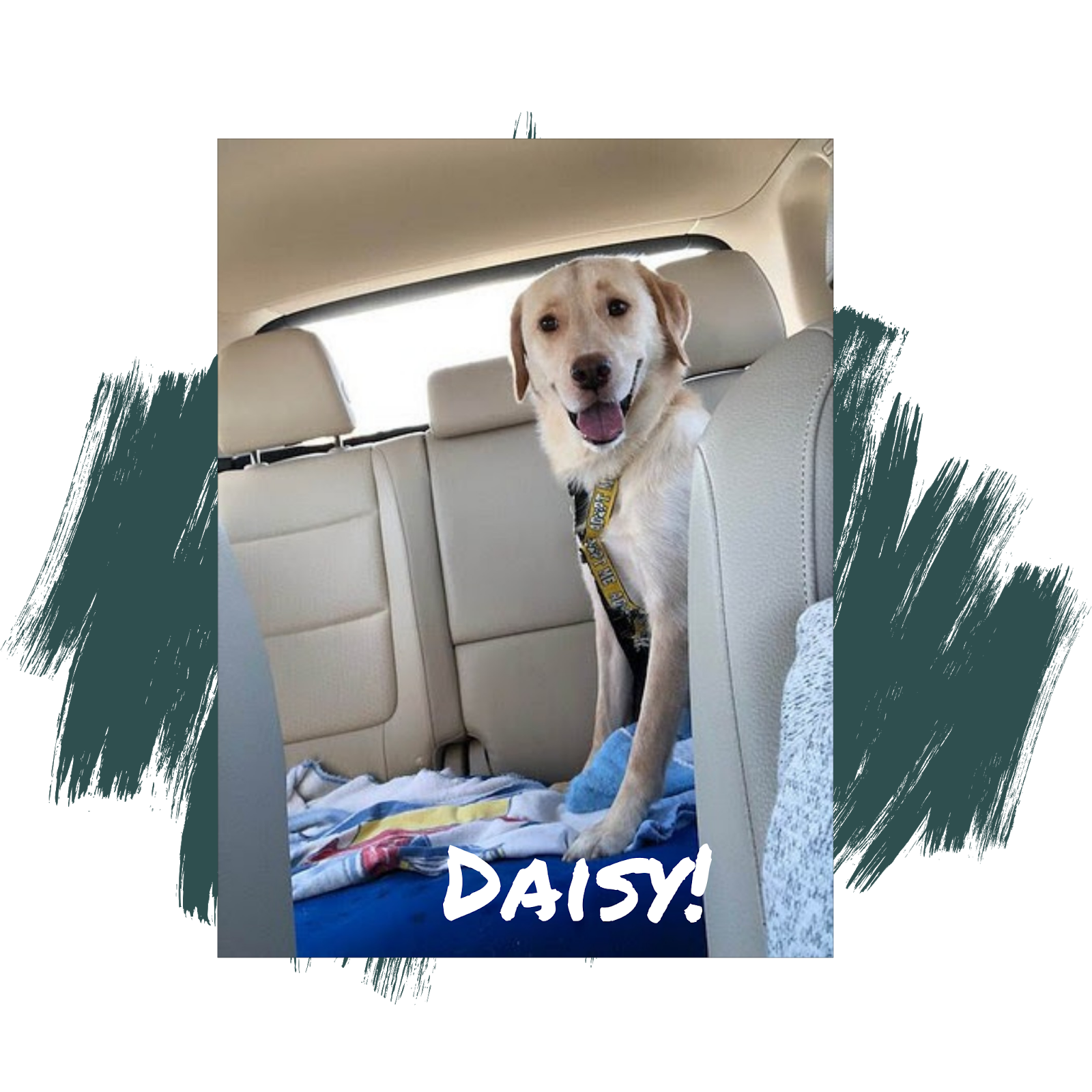 Friday's Friend! Dog Adoption, Lab Rescue of L.R.C.P., Inc. | from the ...