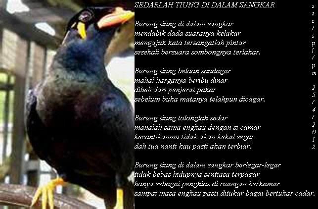 Sang Pujangga Langitpenawar Rindu Sedarlah Tiung Di Dalam Sangkar