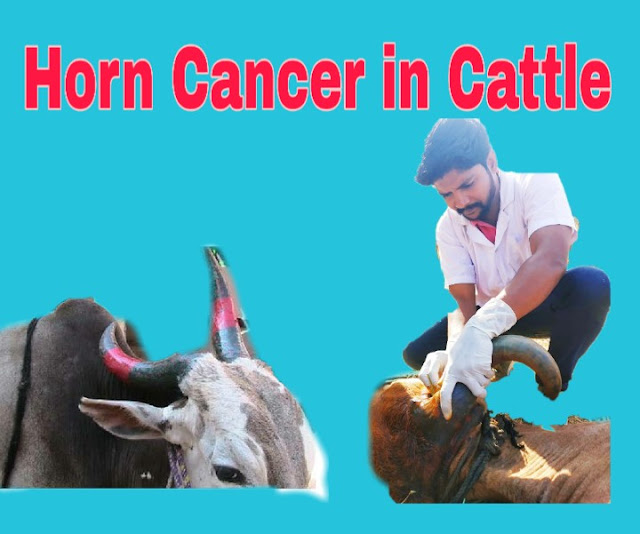 Horn Cancer in Cattle 🐂