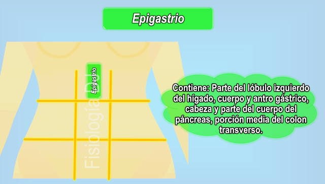 Fisiología DJ: Anatomía: Epigastrio