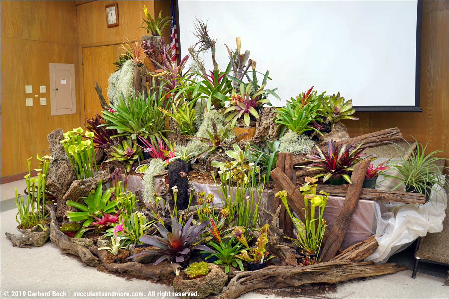 A bounty of bonny bromeliads in Sacramento show