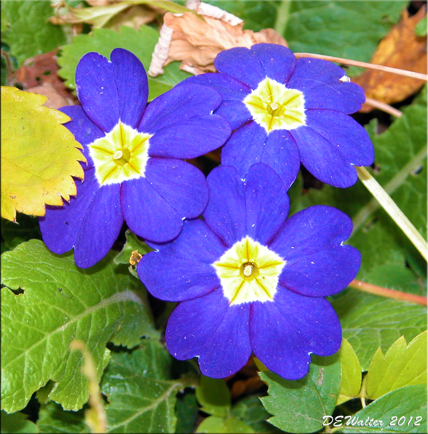 The Home Bug Garden: Family Matters: Primulaceae aka Primroses ...