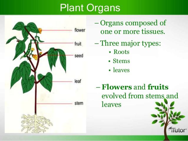 My Journey of Teaching Science: Vegetative Organs and Plant Tissue Part 2!!