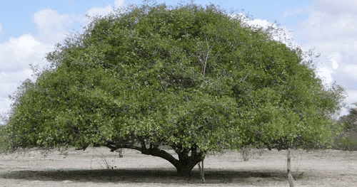 RIO GRANDE DO SUL - CHARQUEADAS: UMBU - A LENDA