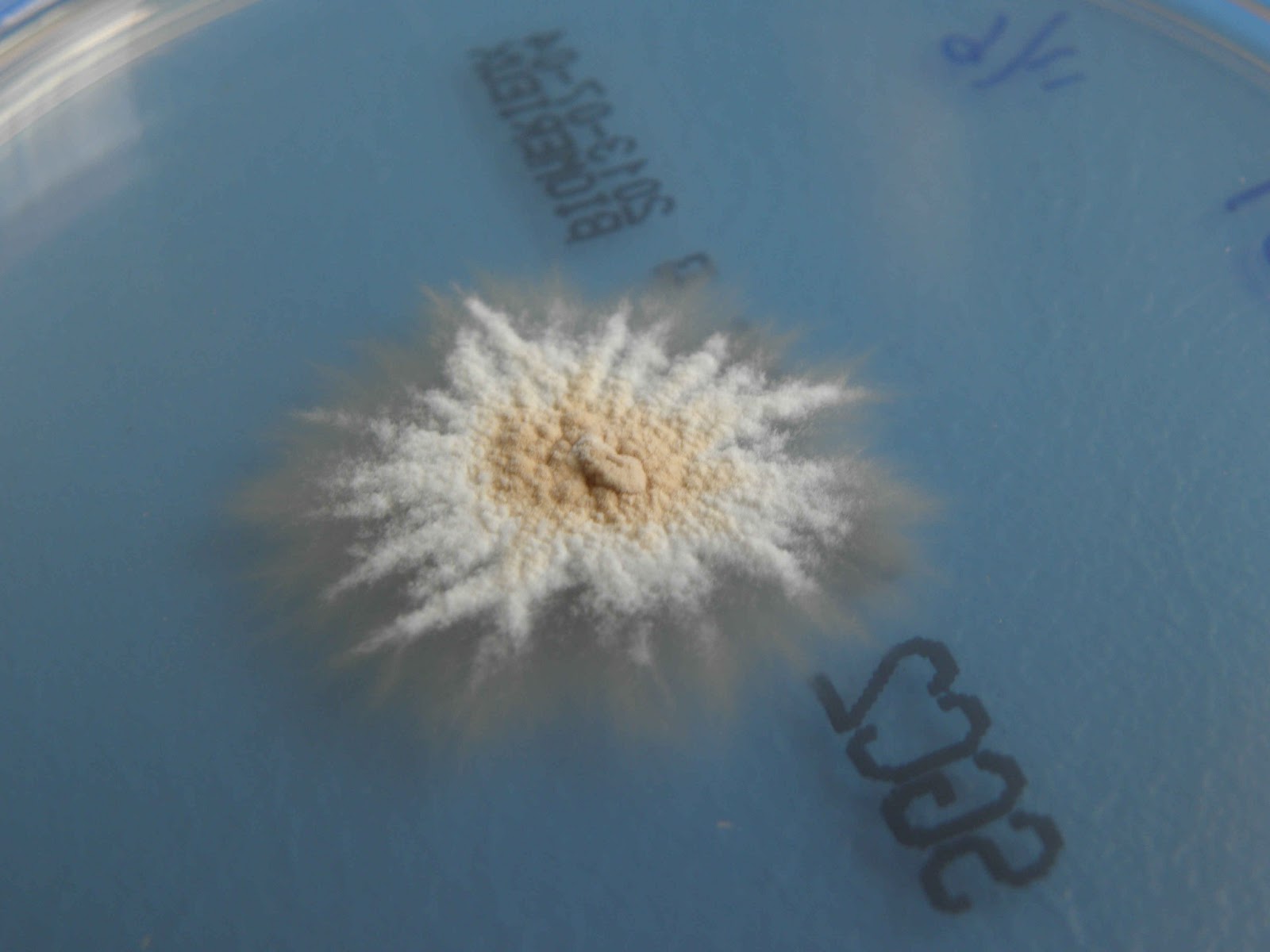 ATLAS MICOLOGIA: MICROSPORUM GYPSEUM