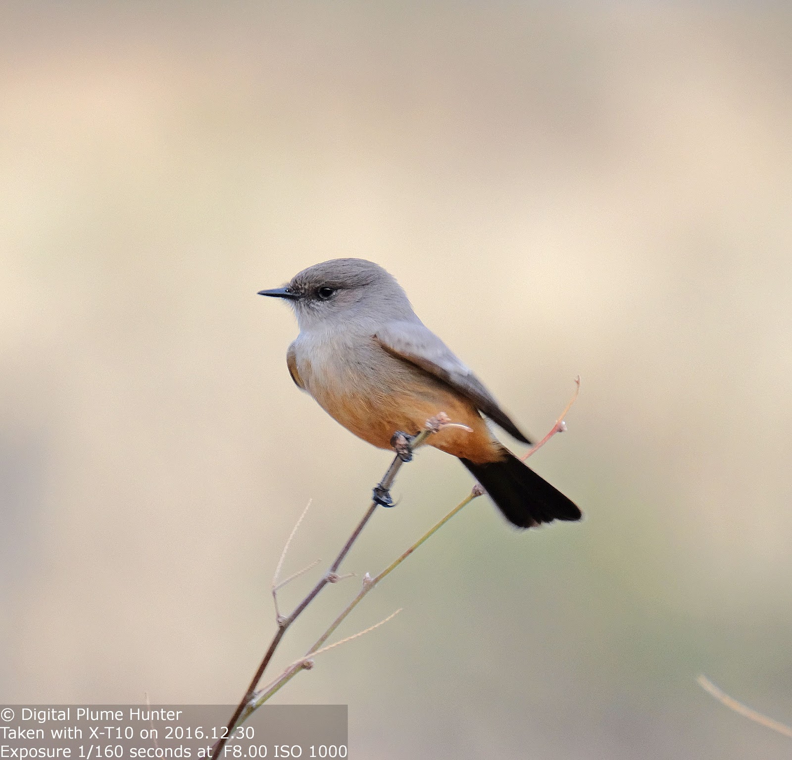 Hunting Digital Plumes in the US and Beyond: Songbirds of the Sonoran ...