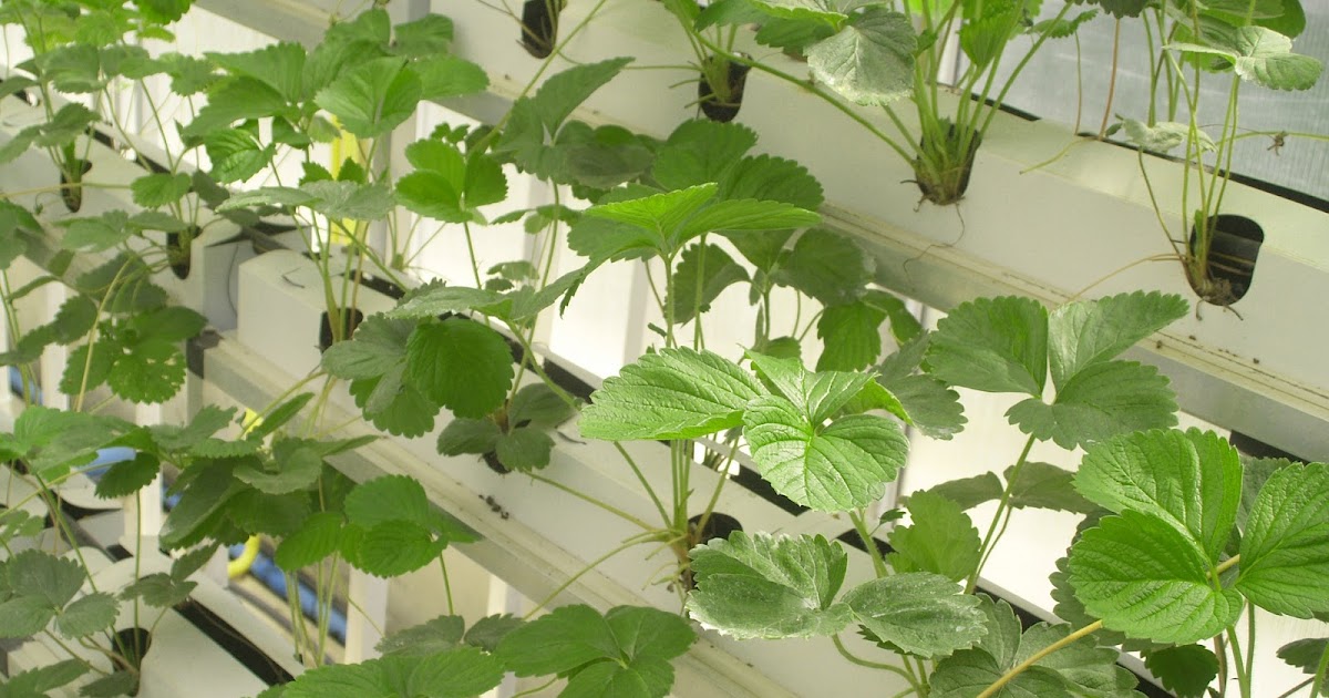 Nitrogen- Things you need to know in Hydroponics | EasyHaydroponics