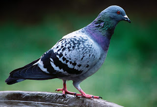 COLUMBA LIVIA OU POMBO COMUM - CARACTERÍSTICAS, HÁBITOS E HABITATS
