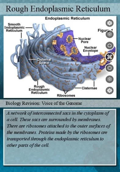 Class 11 note || Structure and functions of endoplasmic reticulum ...