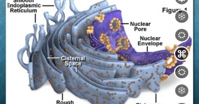Class 11 note || Structure and functions of endoplasmic reticulum ...
