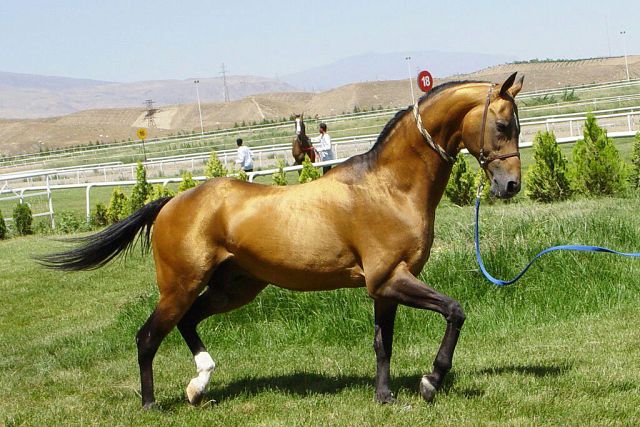 Turkoman Horse
