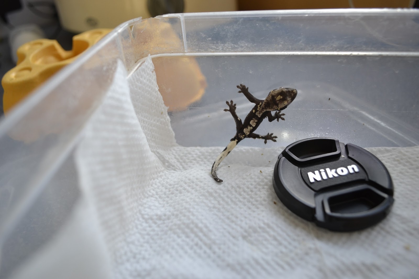Crested Geckos Blog: First monochrome baby of 2013, proudly introducing ...