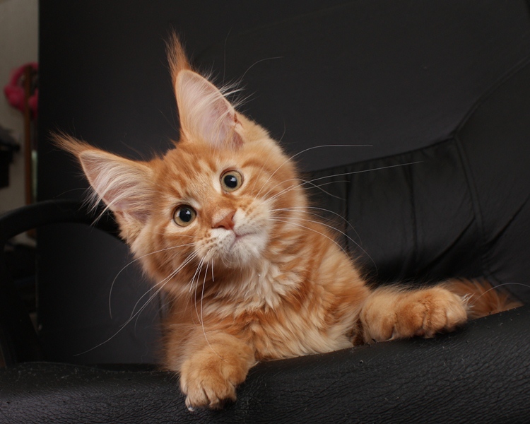 Tips Memelihara Kucing Maine Coons + Ini Ulasan lengkap Dan Harga ...