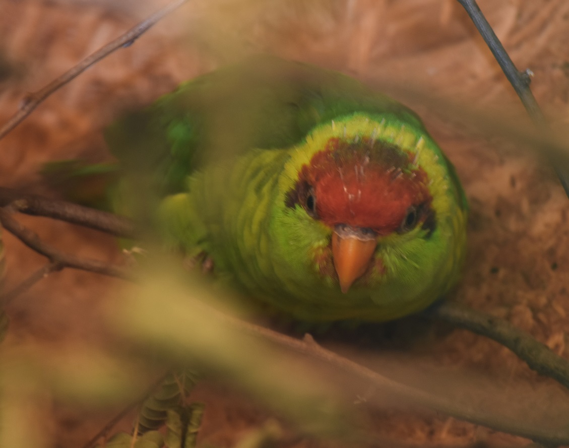 ZOOTOGRAFIANDO (6.100 ANIMALS): LORI IRIS / IRIS LORIKEET (Psitteuteles iris)