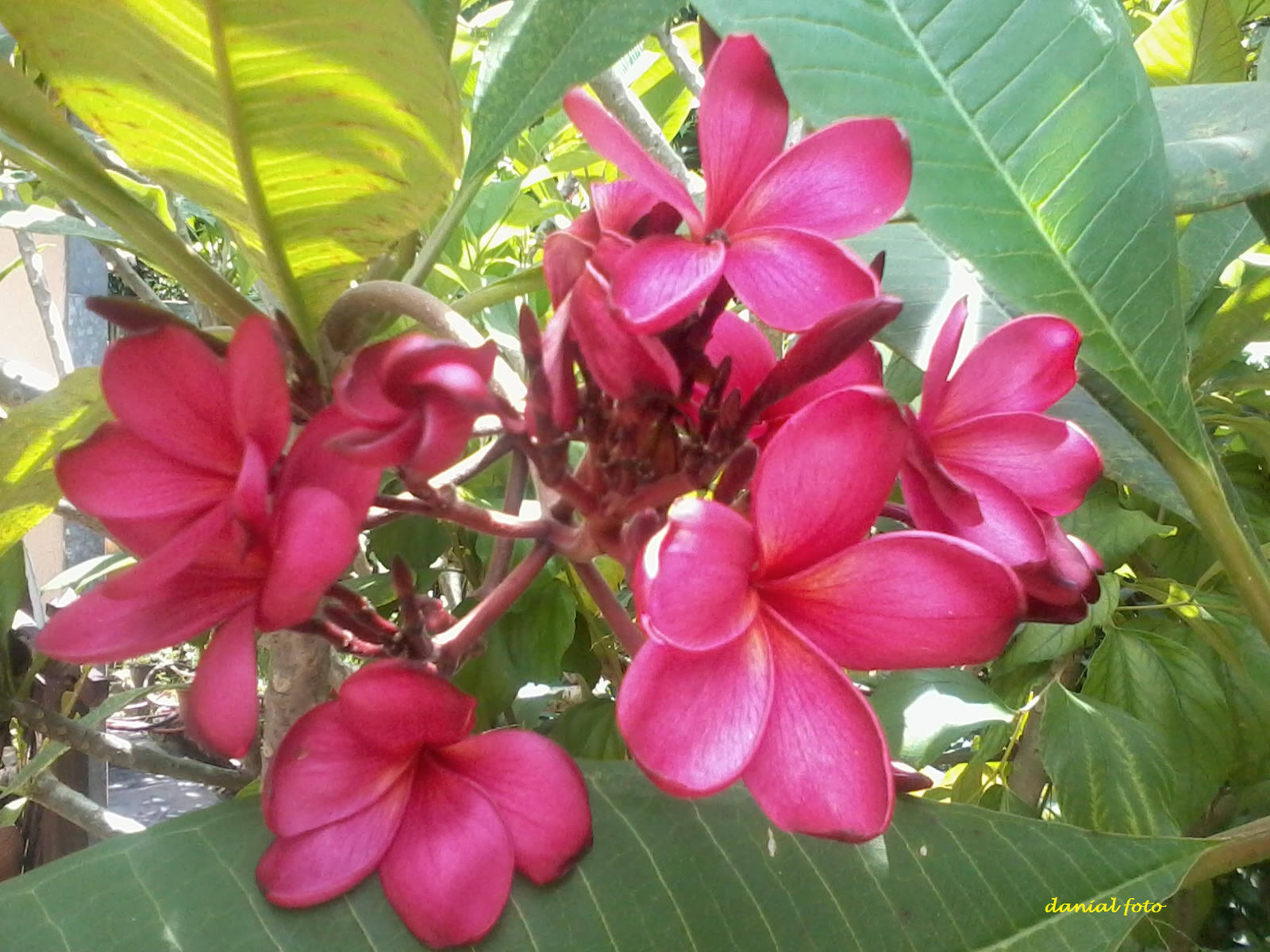 DS CoLLecTioN: Bunga Kemboja Kubur