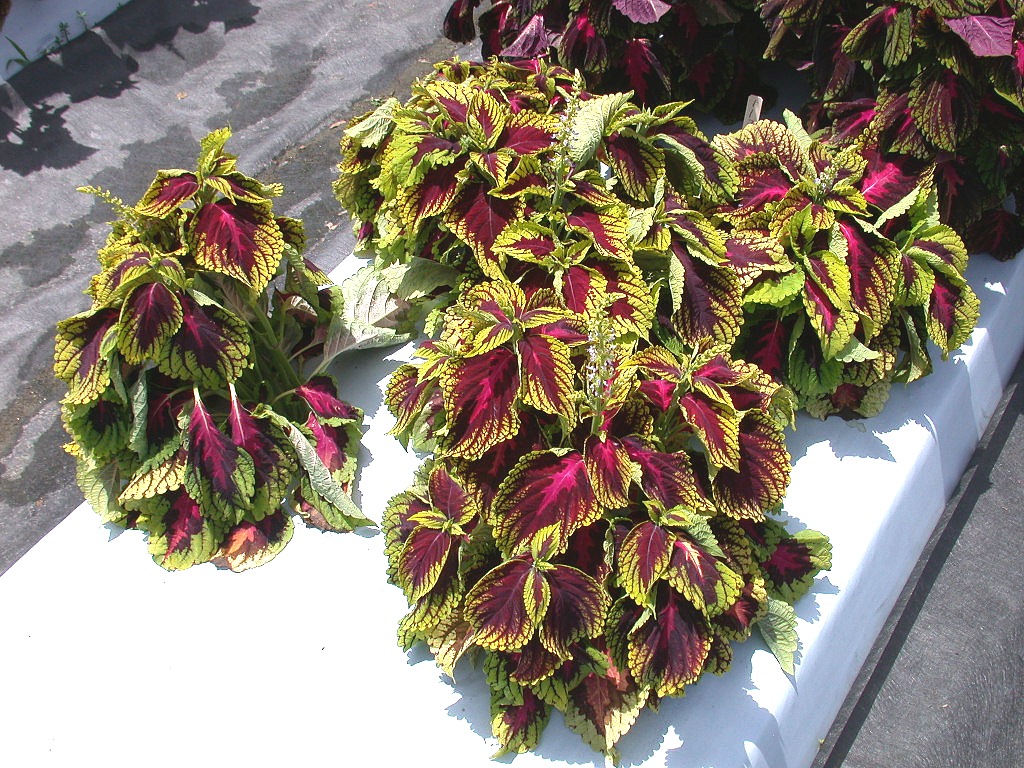 Coleus Arco-Íris Sortido