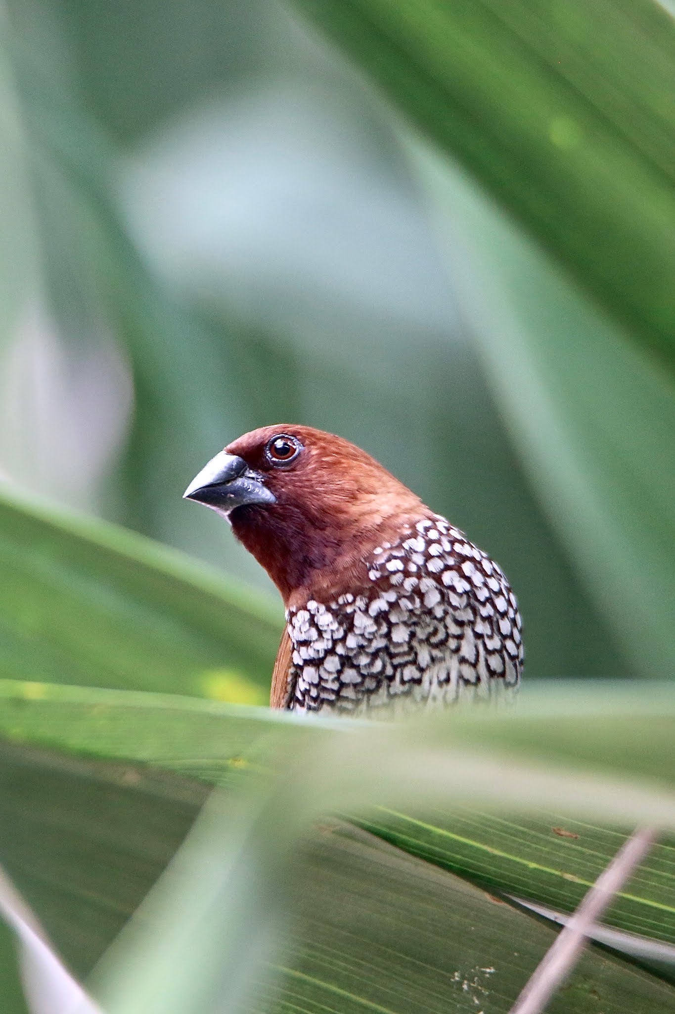 Bird Photography: Munia Making Nest