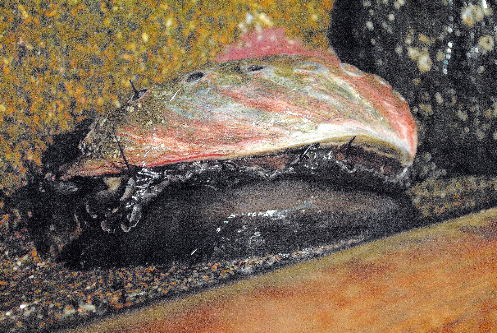 Import Export: Abalone Oregon