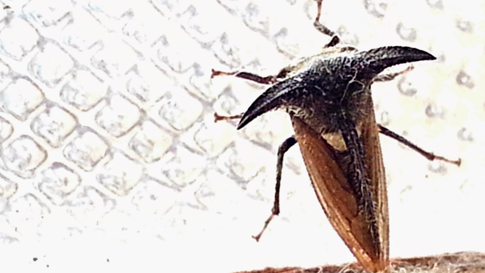 JMW Photo Studio: Oxyrachis tarandus - Treehopper, Cow Bug