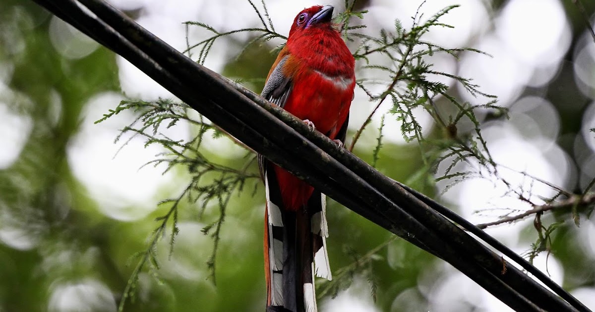 Wild Bird Club of Malaysia: ACTIVITIES AND EVENTS FOR 2019