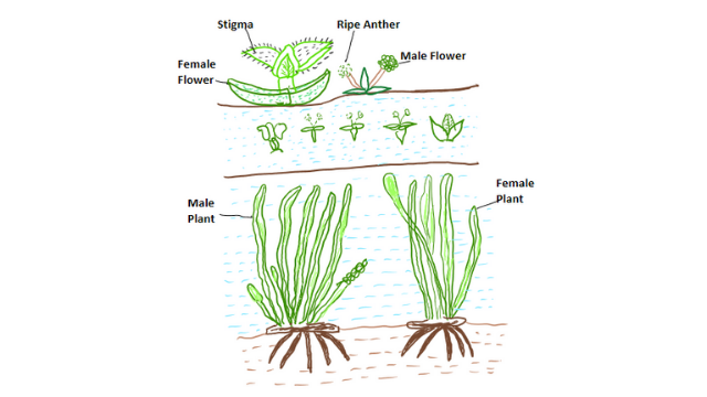 Angiosperms Pollination | Upgrading Biology