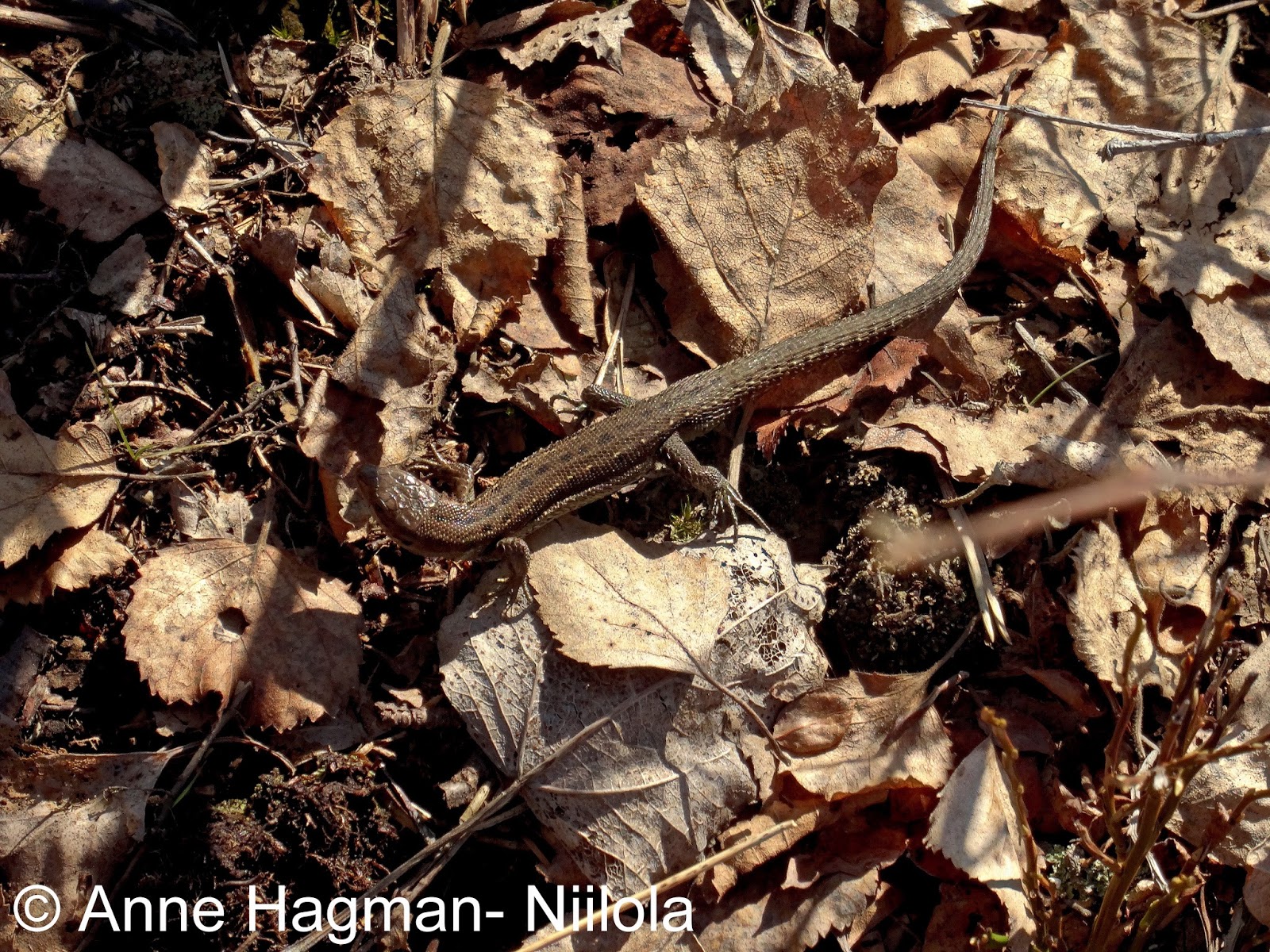 Annen jutut: SISILISKO (Zootoca vivipara)